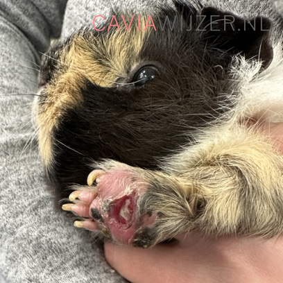 Bumblefoot (pododermatitis) - Caviawijzer