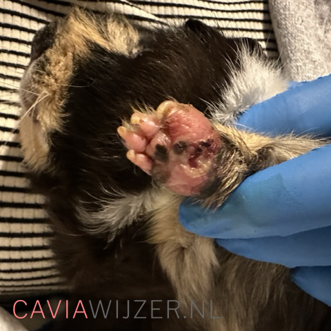 Bumblefoot (pododermatitis) - Caviawijzer