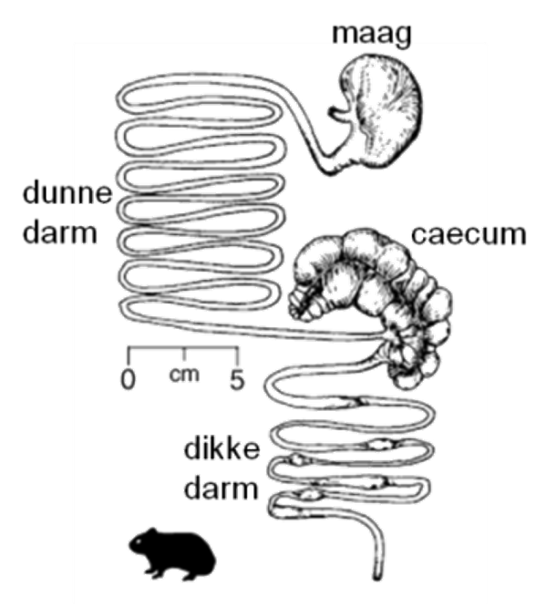 Maag- en darmziekten - Caviawijzer
