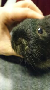 Huid - schurft, schimmel, luizen - Caviawijzer