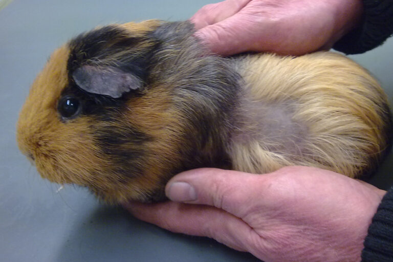 Huid - schurft, schimmel, luizen - Caviawijzer