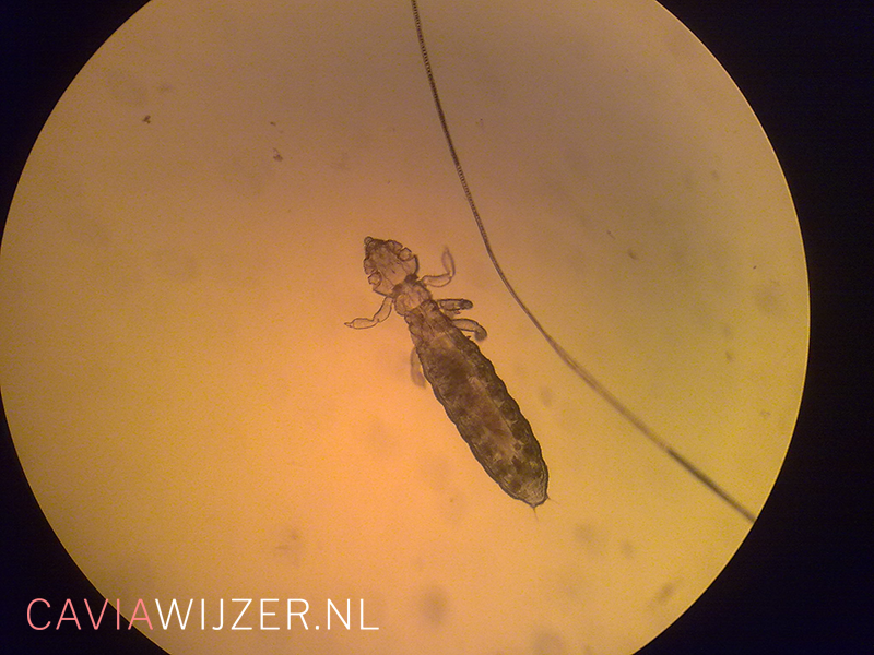 Huid - schurft, schimmel, luizen - Caviawijzer