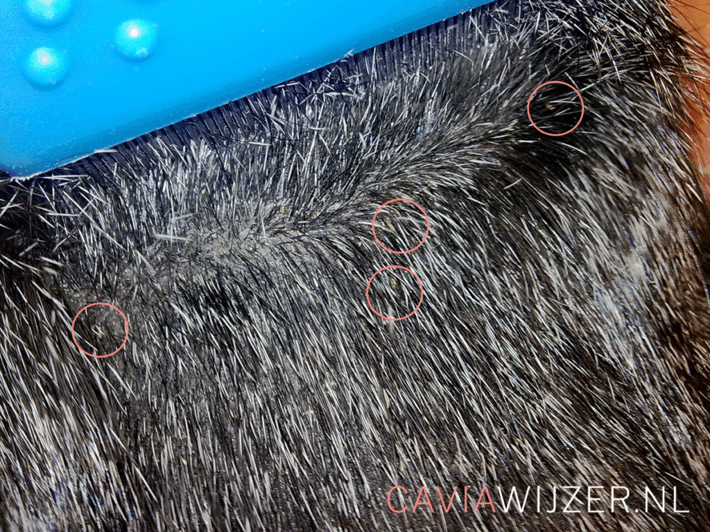 Huid - schurft, schimmel, luizen - Caviawijzer