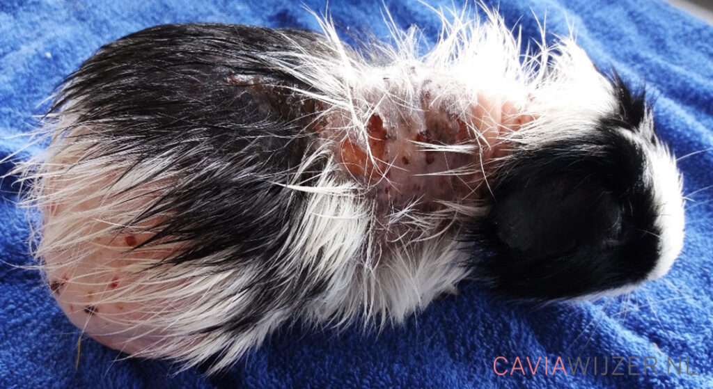 Huid - schurft, schimmel, luizen - Caviawijzer