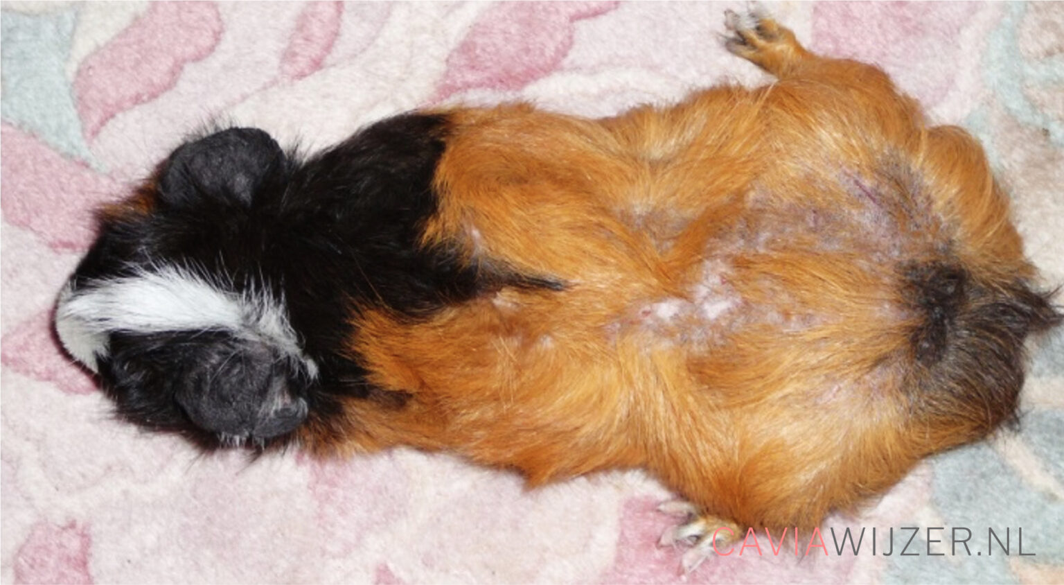 Huid - schurft, schimmel, luizen - Caviawijzer